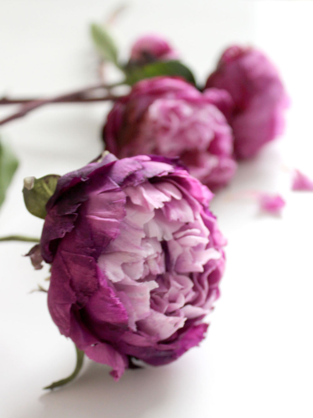 Collections – Sugar Art Studio