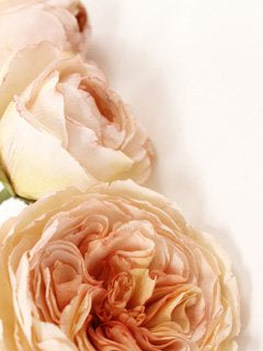 DAVID AUSTIN ROSE – Sugar Art Studio